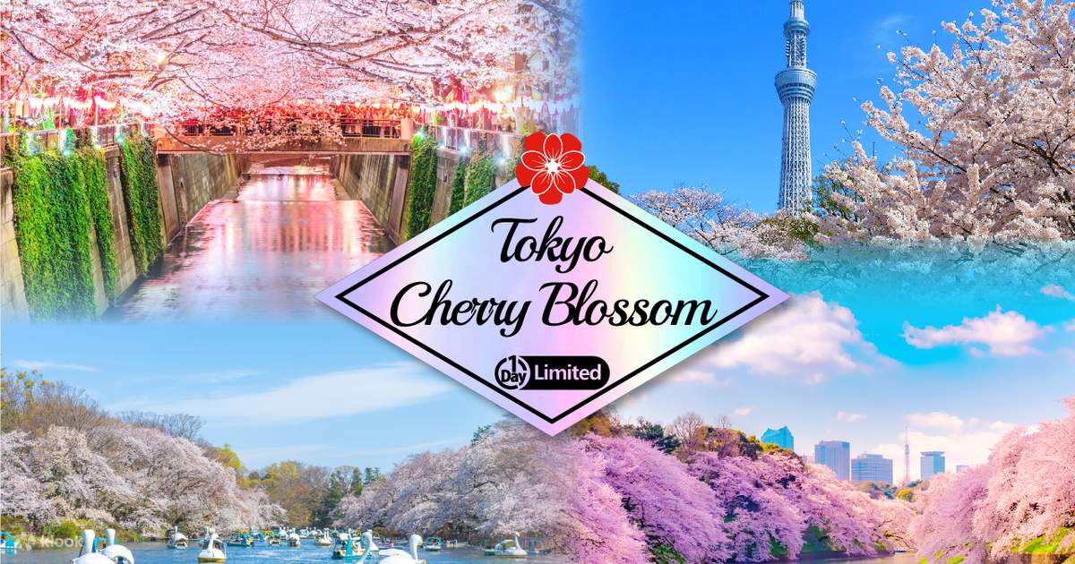 [Cherry Blossom Season Limited Tokyo Cherry Blossom Viewing] Shinjuku Gyoen & Chidorigafuchi ...